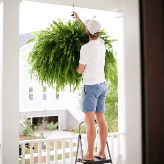 EverLush Fern - Instant Designer Greenery Without Maintenance + 50% OF ...