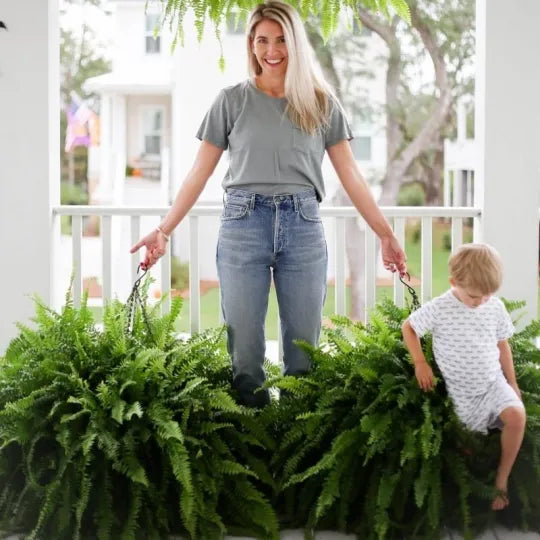 EverLush Fern - Instant Designer Greenery Without Maintenance + 50% OF ...