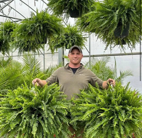EverLush Fern - Instant Designer Greenery Without Maintenance + 50% OF ...